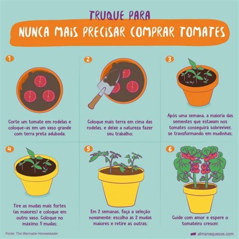 Como Plantar Tomates Com Facilidade Como Plantar Tomate Hortas