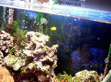 Estrés En Los Peces Qué Es Y Cómo Combatirlo Mascotas