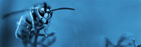 Pest Control Fife Professional Pest Treatment And Removal