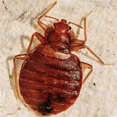 How Can You Detect Bed Bugs Bed Bugs Bed Bugs Infestation Bed Bug Bites