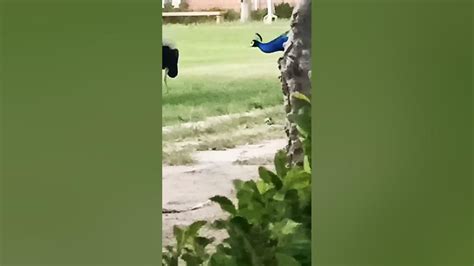Two Peacocks In Garden 🦚🦚 Youtube
