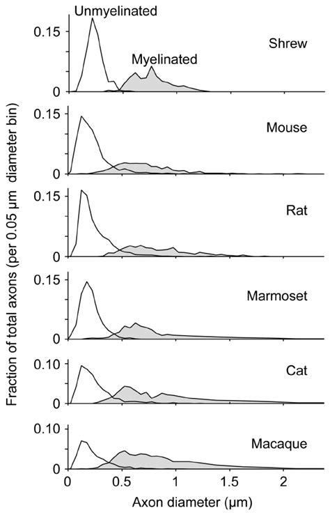 Size Distributions Of Callosal Axons As Determined By Transmission Download Scientific Diagram