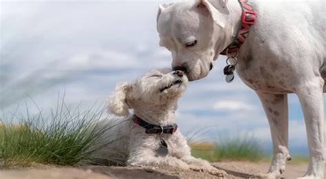 French Bulldog Respectably French Embrace The Elegance Of French Dogs