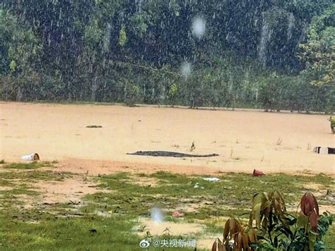 粵連發13暴雨預警 養殖場4鱷魚「逃獄」 星島日報