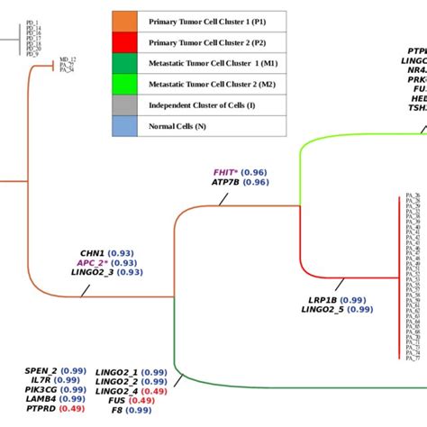 Inferred Clonal Phylogeny And The Temporal Order Of Mutations Inferred Download Scientific