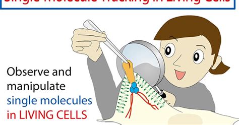 Single Molecule Tracking In Living Cells Okinawa Institute Of Science