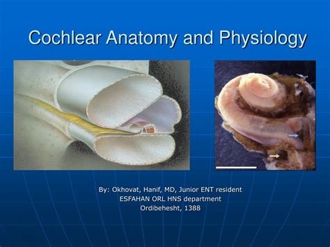 Ppt Cochlear Anatomy And Physiology Powerpoint Presentation Free