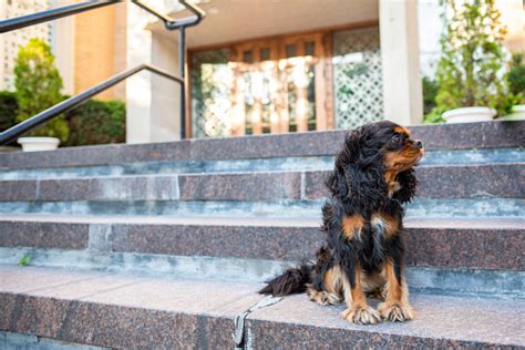 귀여운 카발리에 킹 찰스 스패니얼은 멋진 봄날에 끈을 벗고 도시에서 산책을 나아오릅니다 0명에 대한 스톡 사진 및 기타 이미지 0명 갈색 감정 Istock