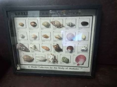 Shell Specimen Collection Hobbies And Toys Memorabilia And Collectibles
