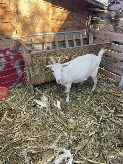 Vand 3 Capre Si Un țap Saanen Rasa Pura Focsani • Olxro