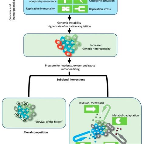Tumor Heterogeneity And Clonal Interactions Oncogene Induced