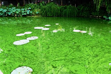 南京莫愁湖爆發藍藻 每日頭條