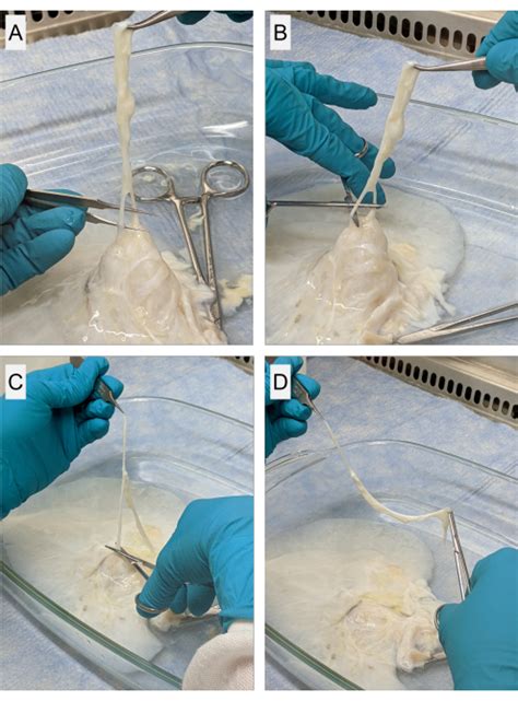 Dissection And Isolation Of Region Specific Decellularized Lung Tissue Protocol