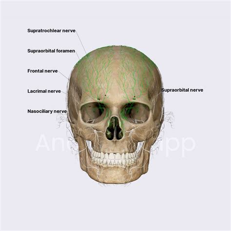 Supraorbital Nerve V1