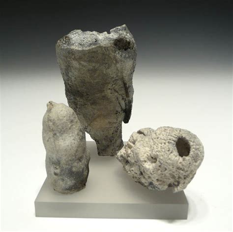 Fossil Sponges Sea Sponge Fossils Prehistoric Marine Invertebrates