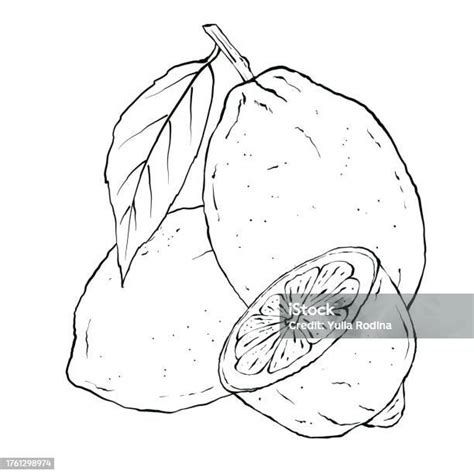 나뭇가지에 잎이 달린 레몬 검정 잉크 손으로 그린 음식 일러스트 스케치 스타일 포장 라벨 로고 흰색 배경에 고립되어 있습니다 레몬에 대한 스톡 벡터 아트 및 기타 이미지