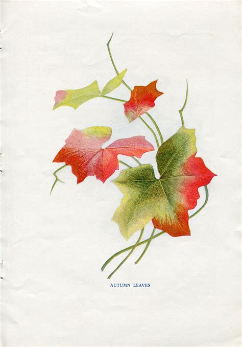 Free Autumn Leaves Embroidery Pattern Archives Vintage Crafts And More