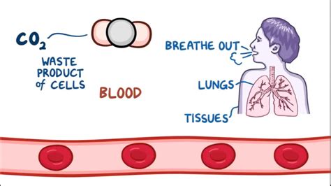 انتقال کربن دی‌اکسید در خون