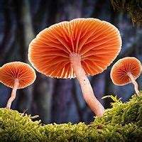 Github Doocs Md Wechat Markdown Editor Markdown Markdown