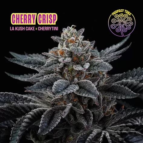 Cherry Crisp X6 Samui Seed Bank