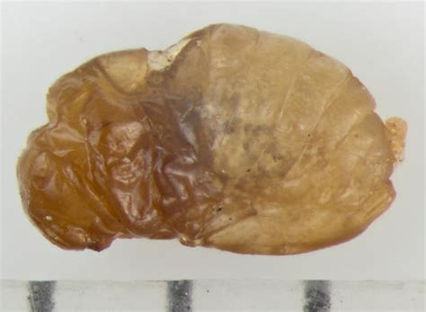 Cynipidae On Compass Plant 4 Gall Opened Antistrophus Laciniatus Bugguide Net