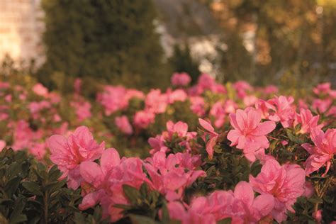 Fertilizing Azaleas Plant Addicts