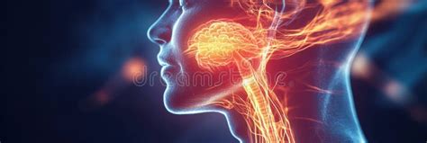 Visualizing The Intricate Connections Of The Human Brain And Nervous System During A Neural