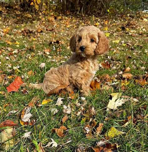 Snowsong Trusted Ontario Cockapoo Breeder And Siberian Husky Breeder