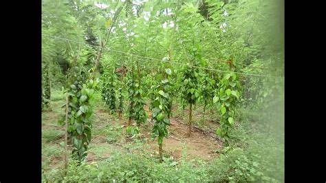 බුලත් කොවුලක් සාදා ගන්නා හැටි How To Make A Betel Leaf Youtube