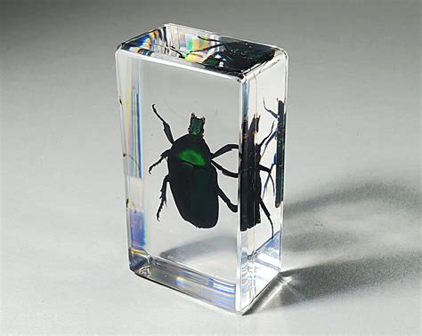 Insects In Resin Butterflies And Beetles Also Available Wholesale
