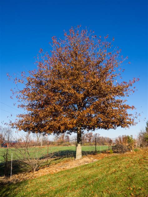 Best Trees For Wet Soil ProGardenTips Best Trees For Wet Soil ProGardenTips