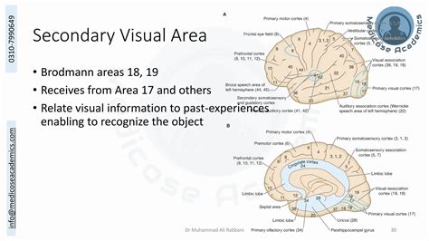 Cerebral Cortex Functional Areas Pdf