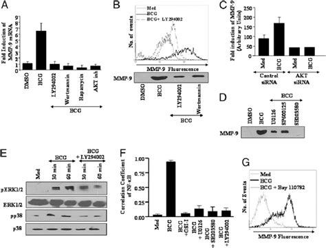 Notch1 Pi3k Signaling Axis Controls Mapk Dependent Nf Kb Activation