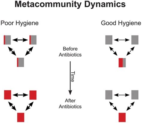 can hygiene reduce antibiotic resistance the evolution and medicine
