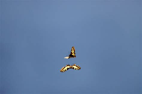 파리와 나비의 게임 사랑 동부 타이거 스 왈 로우 테일 나비 구애에 종사 하 고 봄에서 공중 짝짓기의 쌍입니다 동부 타이거 브랜드 호랑나비과 푸른 하늘에 비행의 커플 0명에