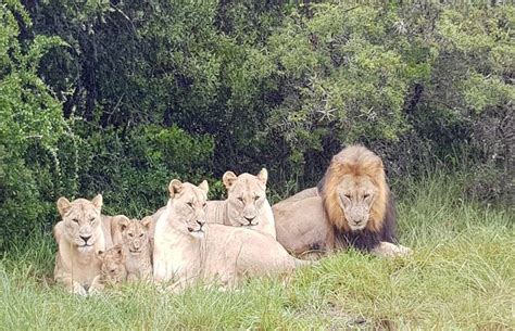 Three Poachers Eaten By Lions After Breaking Into Game Reserve To Hunt