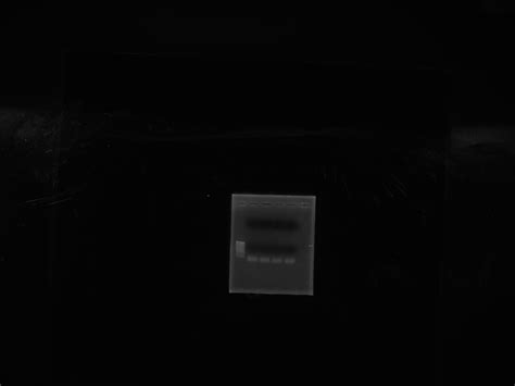 In This Case Is It The Primer Dimer That Produced The Result