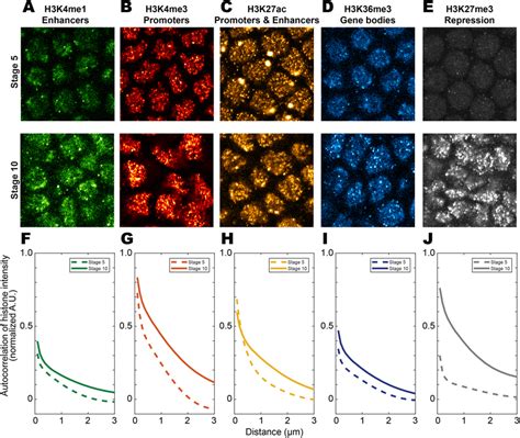 Increasing Levels Of Histone Modification As A Function Of Embryo Age