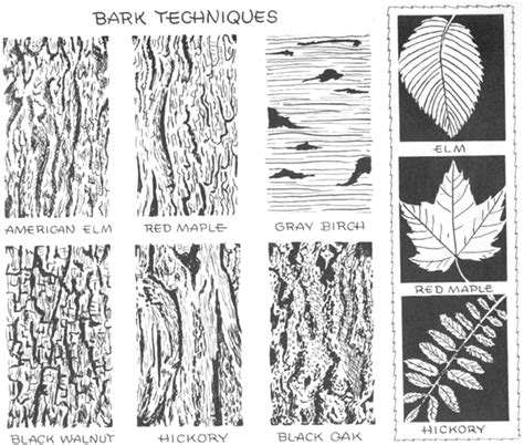 Tree Bark Texture Drawing