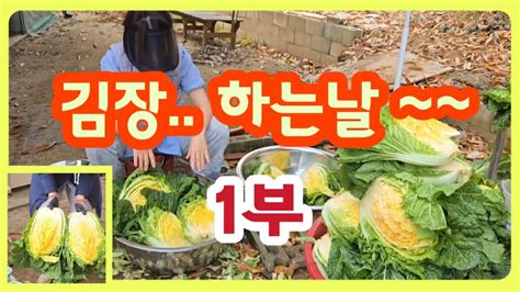 🤠ㆍ277 오늘이 김장 하는 날입니다 🤠 1부 배추수확 절임배추 주말농장 Youtube