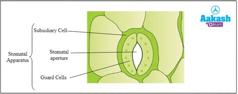 Diagram Of Stomata In Biology Definition Types And Importance AESL