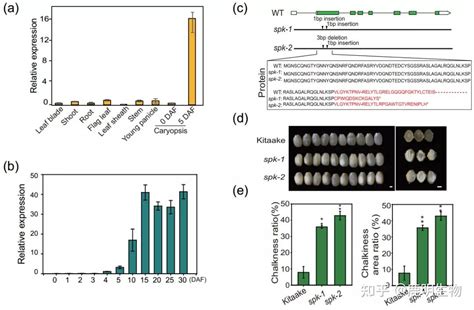 扬州大学陈忱教授团队发现 Osnf Yb9 调控水稻籽粒发育机制 知乎