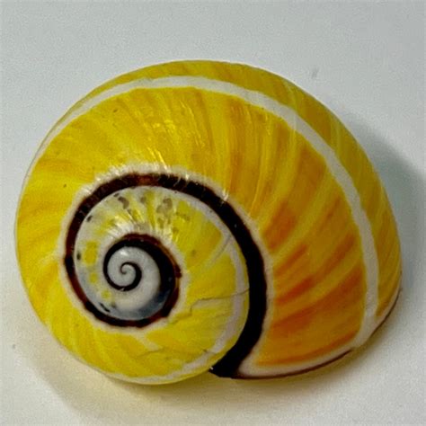 Vintage Cuban Polymita Land Snail Shells Polymita Picta Yellow White Line 18 Mm Cuban Shell