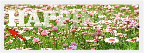 Using The Transparency Tool In PHOTO PAINT Corel Discovery Center