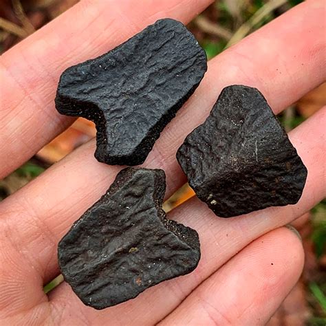 Fossil Turtle Shell Group Deal Pleistocene Of Florida Paleocris