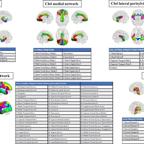 Cholinergic Networks Cortical And Subcortical Projections Of The Six