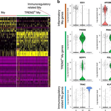 Subsets Of Macrophages In The Melanoma Tumors The Scrna Seq Dataset