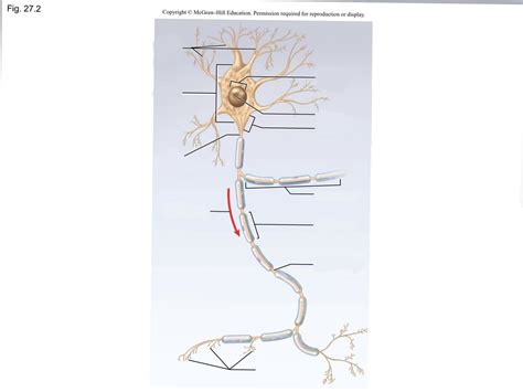 Multipolar Neuron Diagram Quizlet