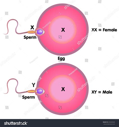 124 Human Sex Determination Vector Images Stock Photos Vectors Shutterstock