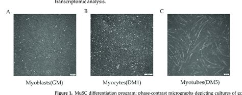 Musc Differentiation Program Phase Contrast Micrographs Depicting Download Scientific Diagram